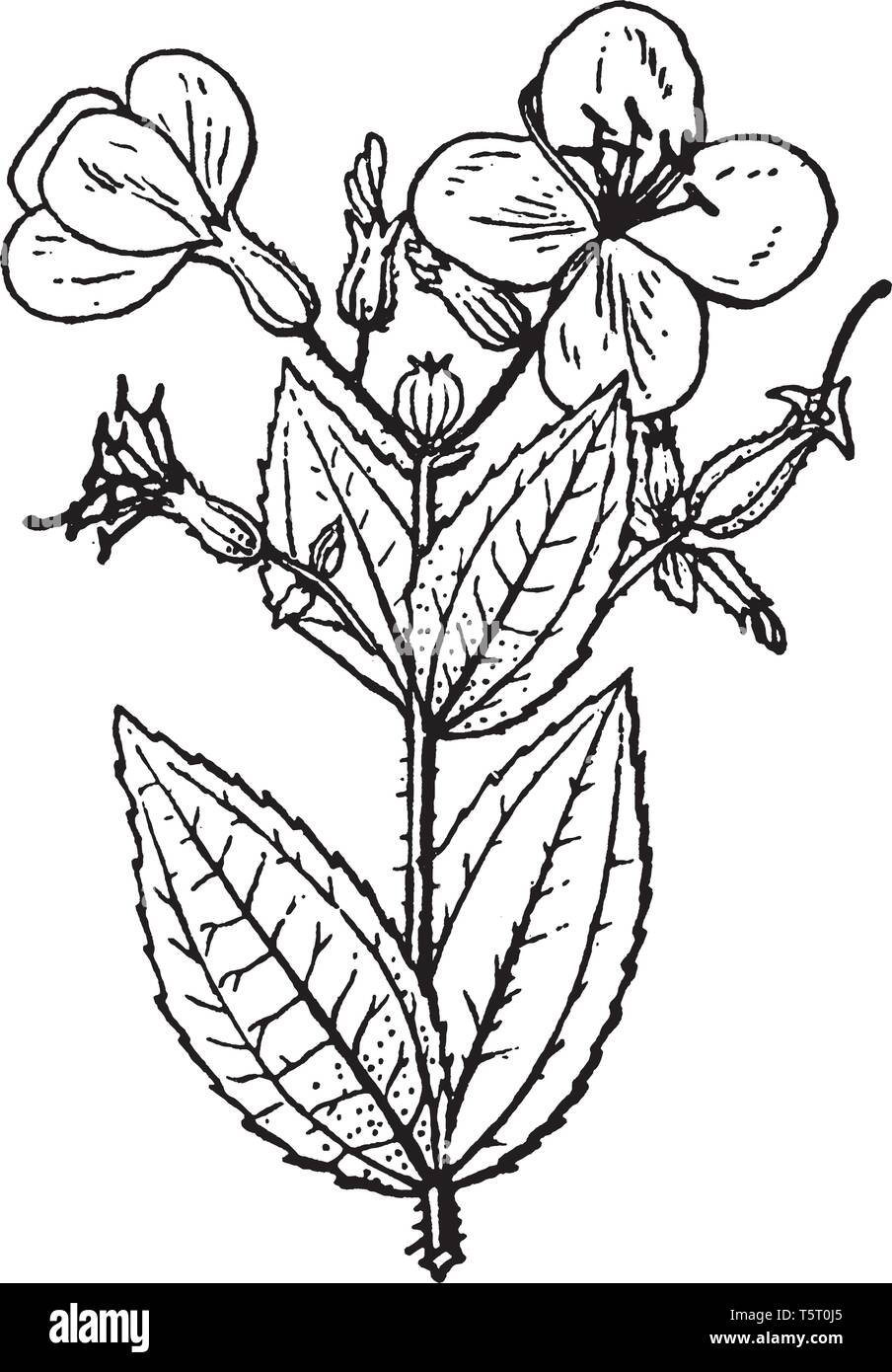 Oval shaped leaf Stock Vector Images - Alamy