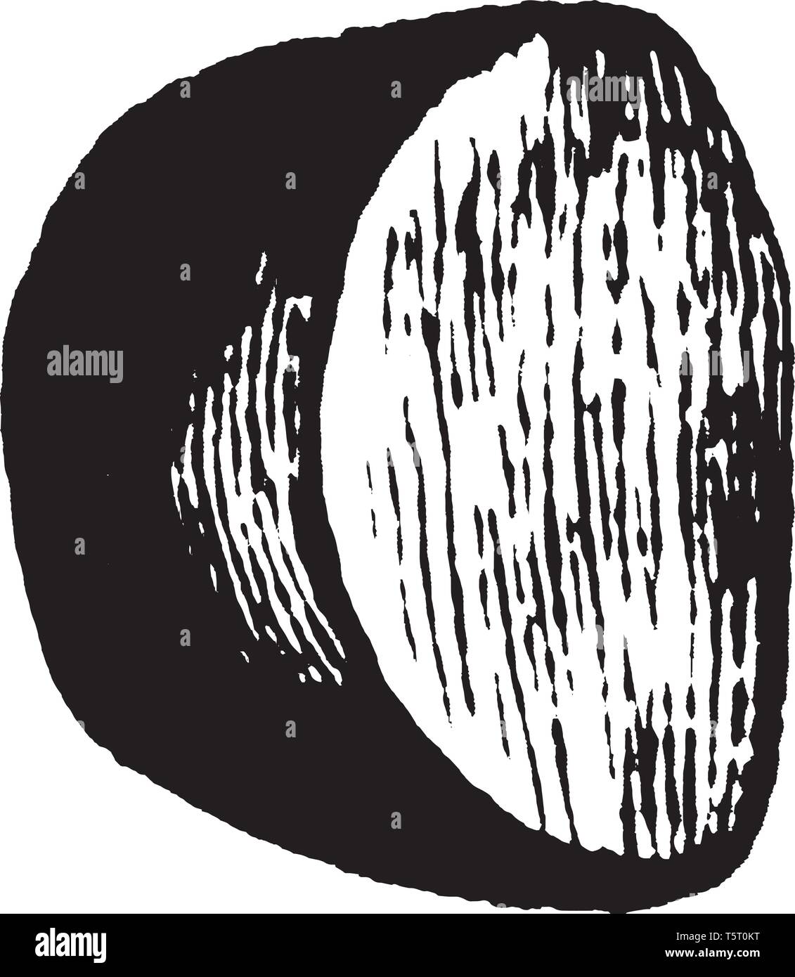 The image shows the external layer or coat of the seed and is fitted to ...