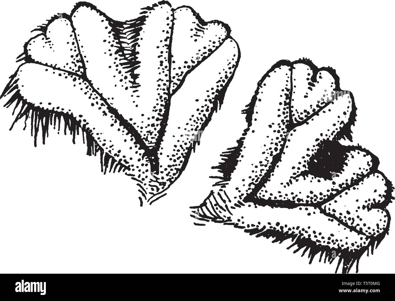 This picture is showing different parts of plant body coarse floating ...