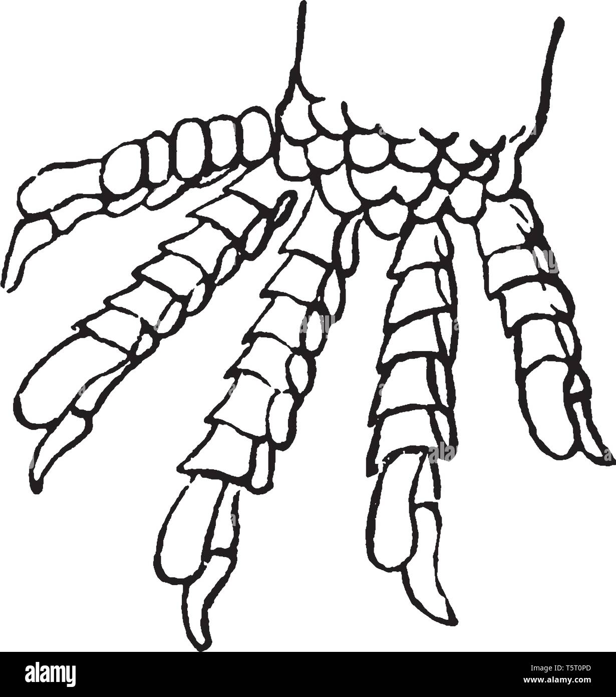 Claw like Stock Vector Images - Alamy