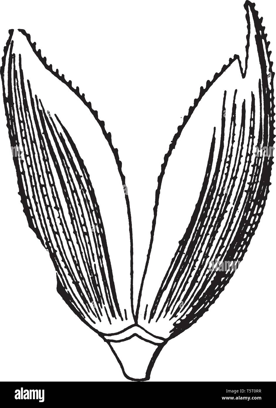 This is image of Spelt calyx. It is a species of wheat cultivated ...
