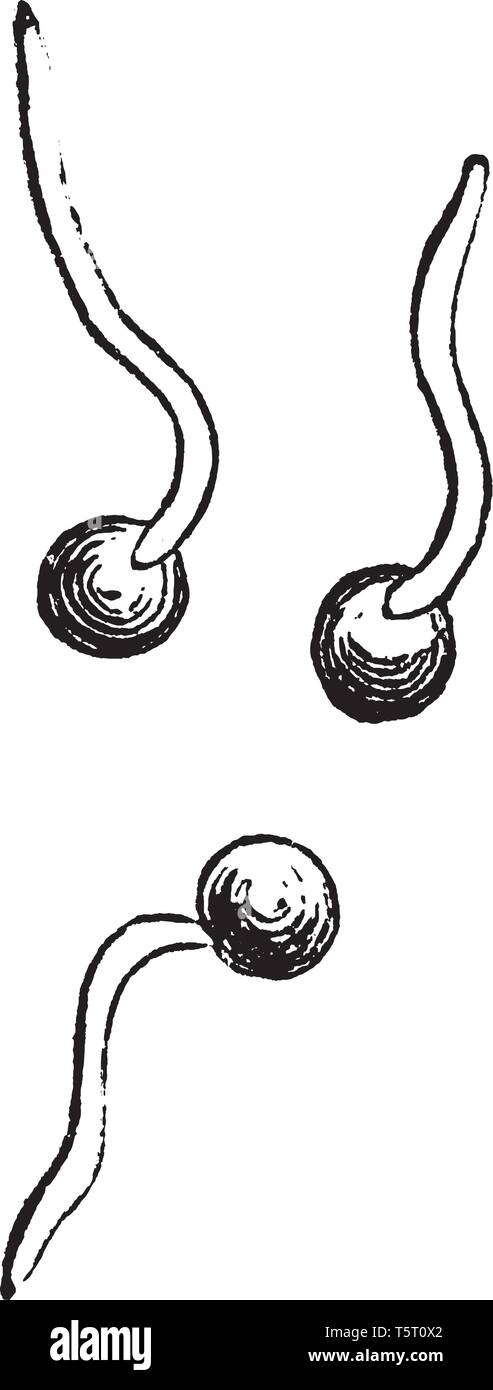 Sporeling Stock Vector Images - Alamy