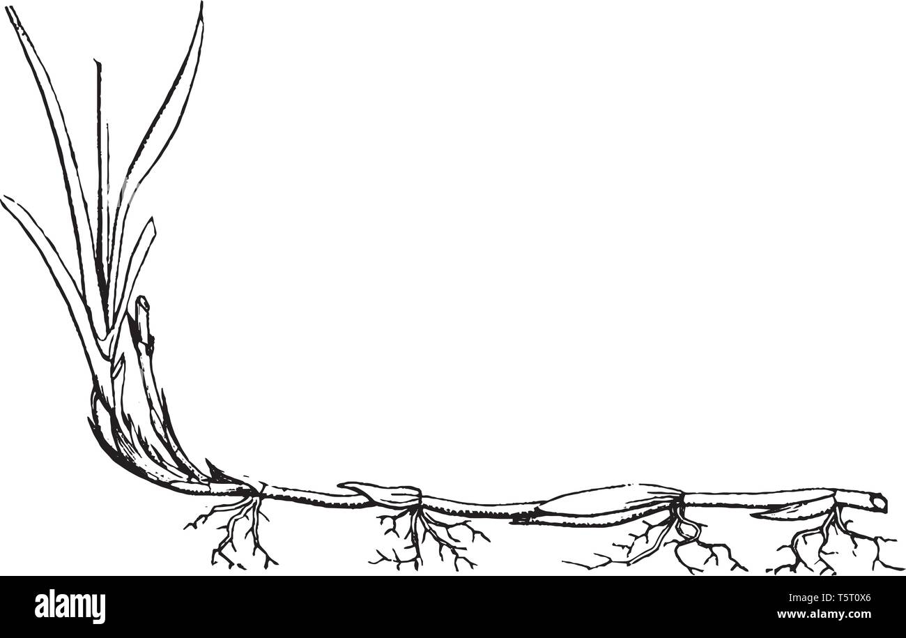 Quick grass Stock Vector Images - Alamy