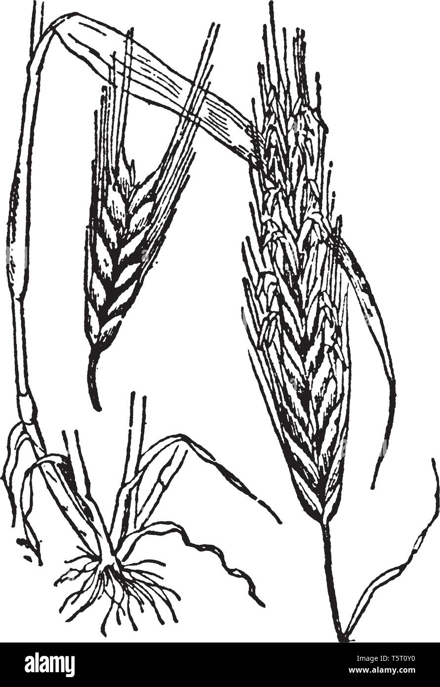 This Picture is of Rye it looks like a corn The Leaves of this Crop are ...