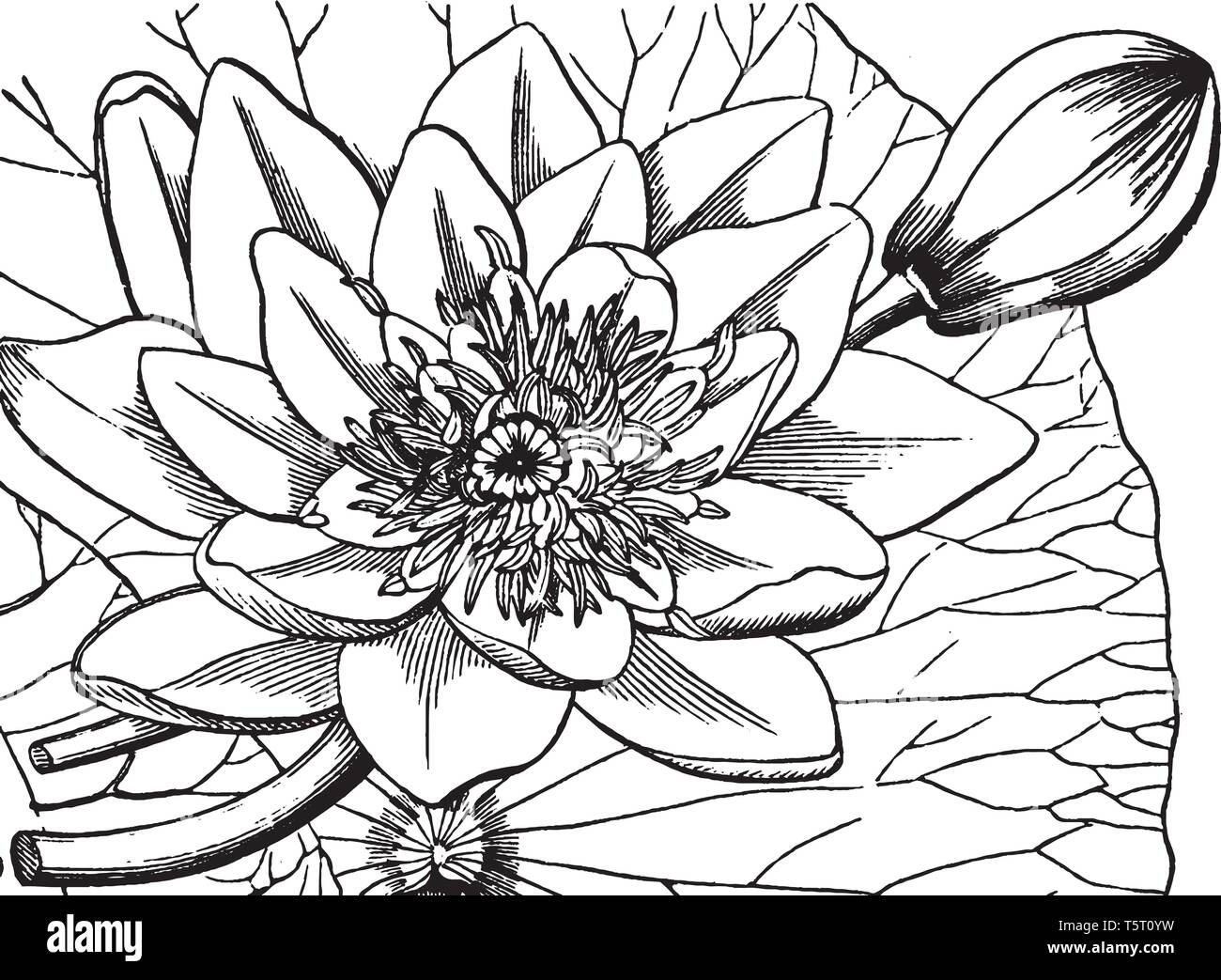 Nymphaeaceae family of water lilies Stock Vector Images - Alamy