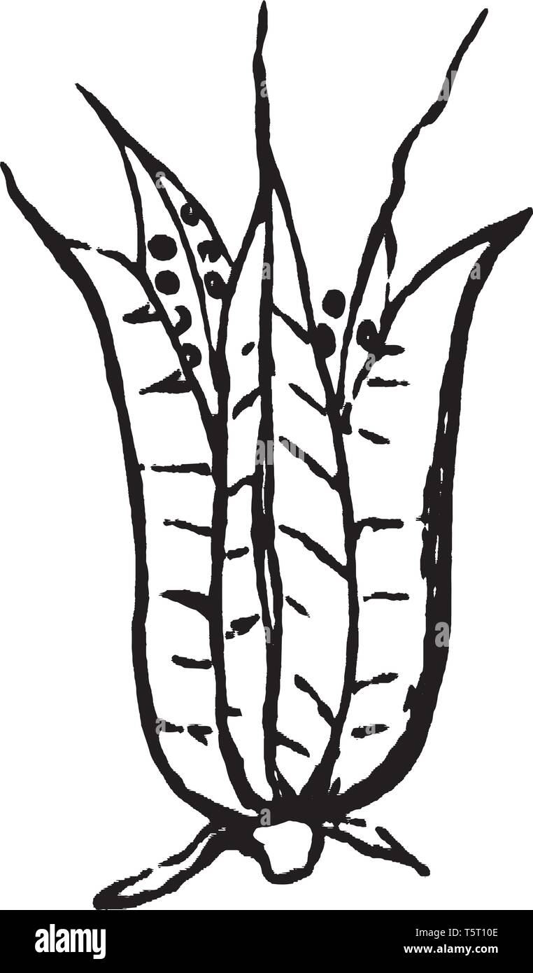 A picture of pod of Wild Columbine plant. The five pods has been opened ...