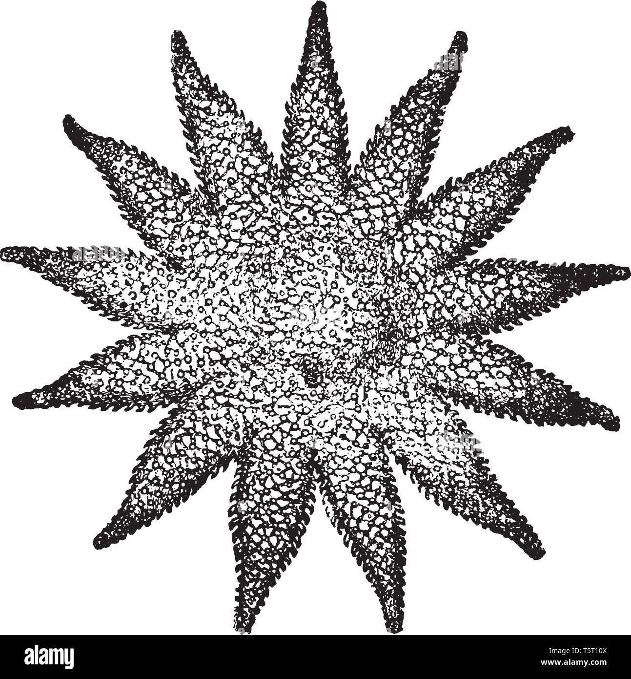 Solaster Papposus is the common British species of Solaster which has ...