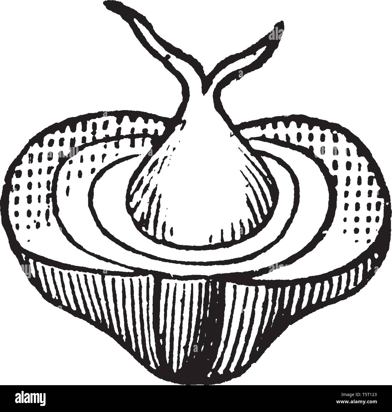 This picture shows a calyx section of the mulberry fruit, vintage line ...