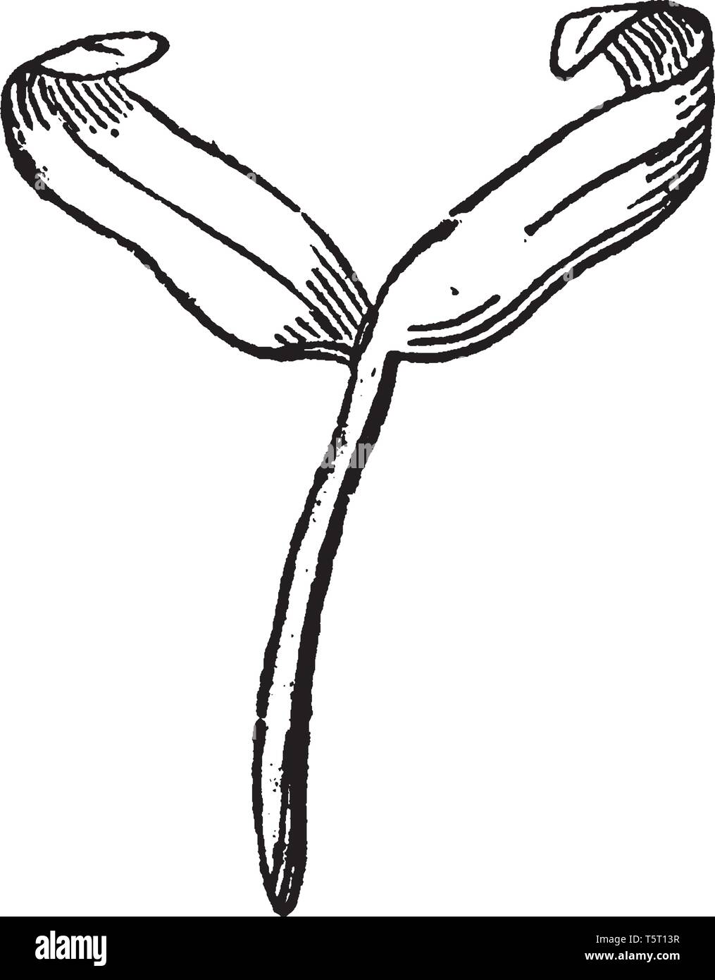 In this picture, embryo which has emerged in the early stages of ...