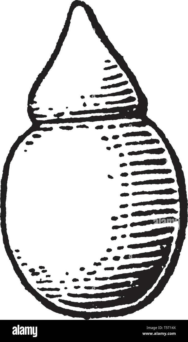 Large round base Stock Vector Images - Alamy