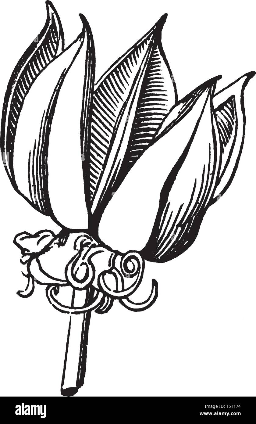 Curved pod Stock Vector Images - Alamy