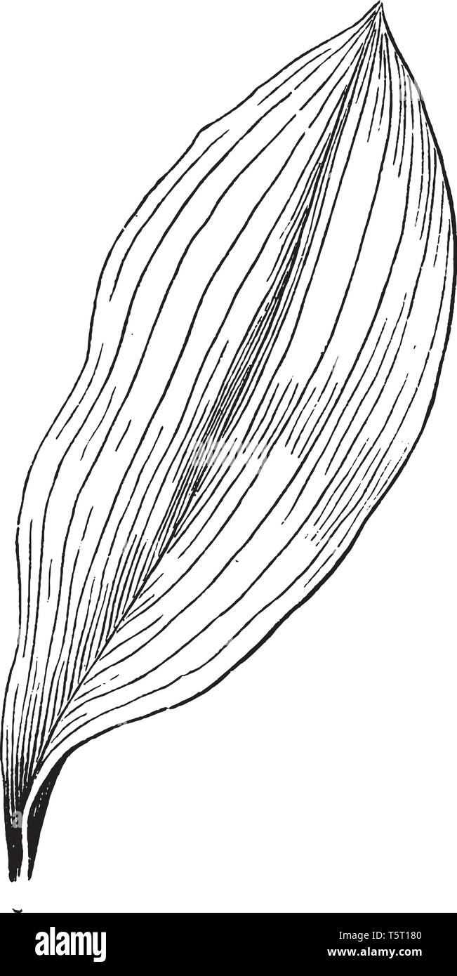 A image showing parallel veined leaf. The veins run in parallel from ...