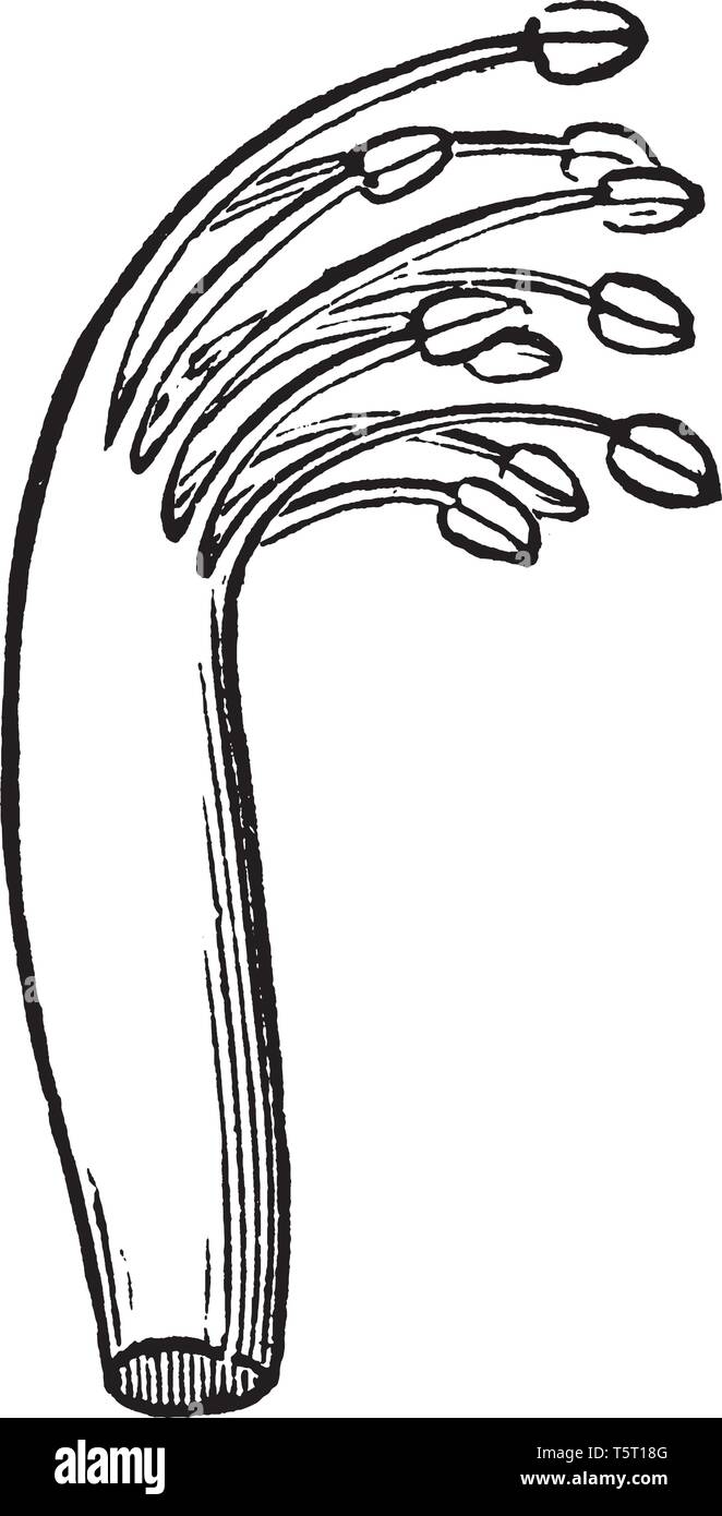 Fused together Stock Vector Images - Alamy