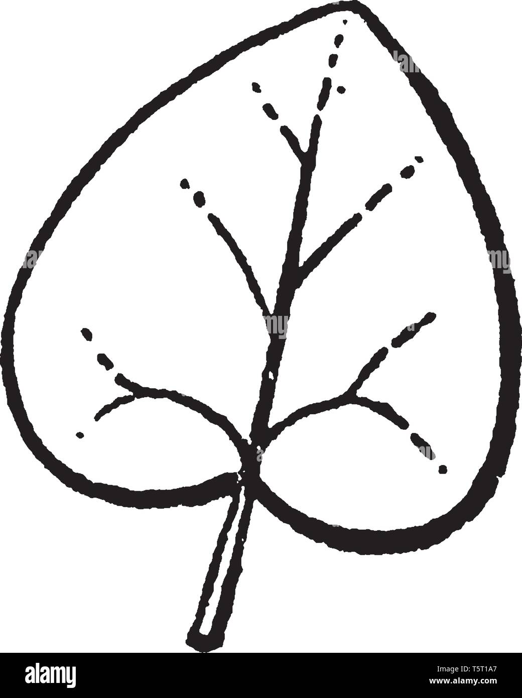 A Picture shows Subcordate Leaf. It is somewhat heart shaped leaf along ...