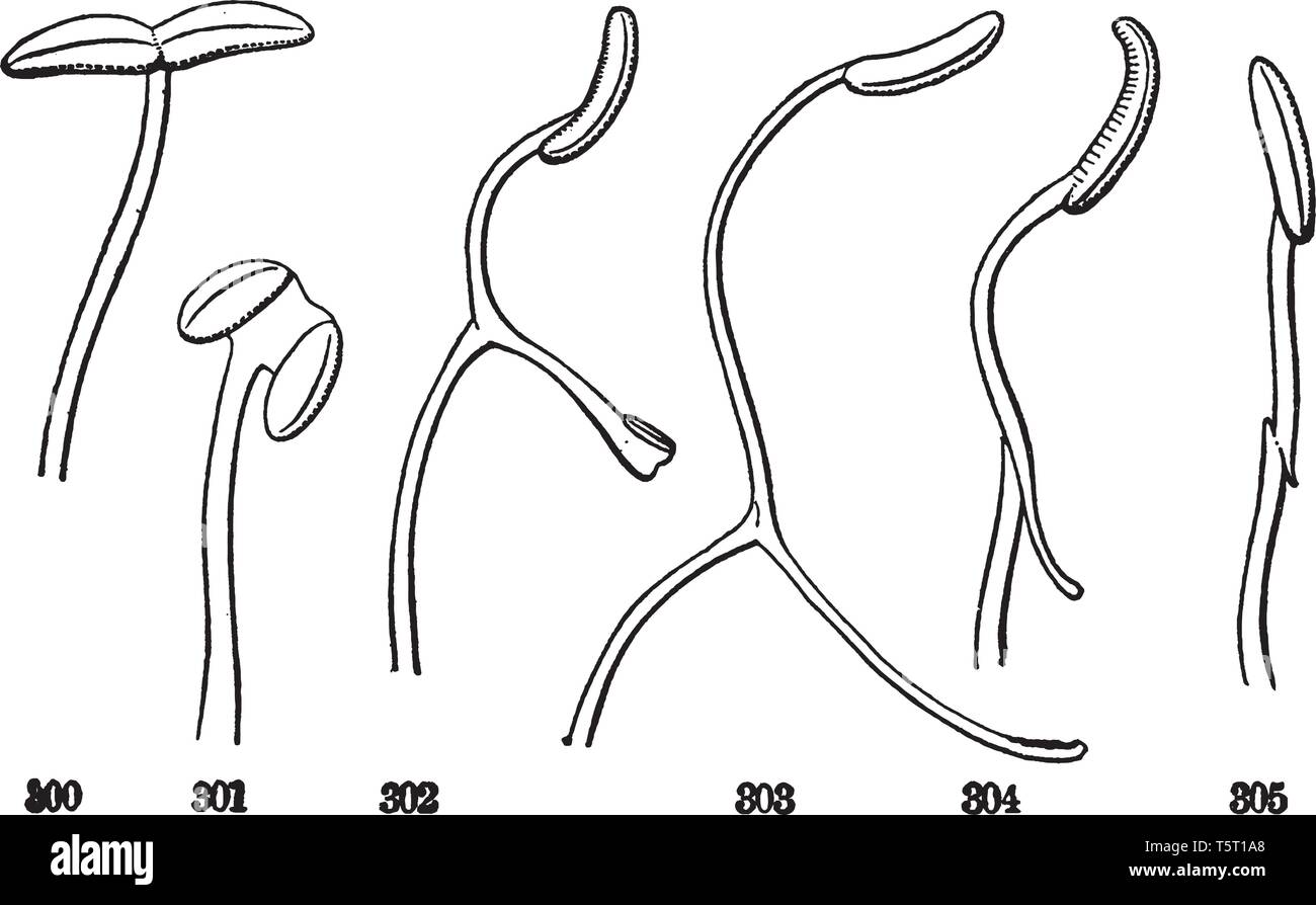A picture showing the different types of Stamens of the mint family ...