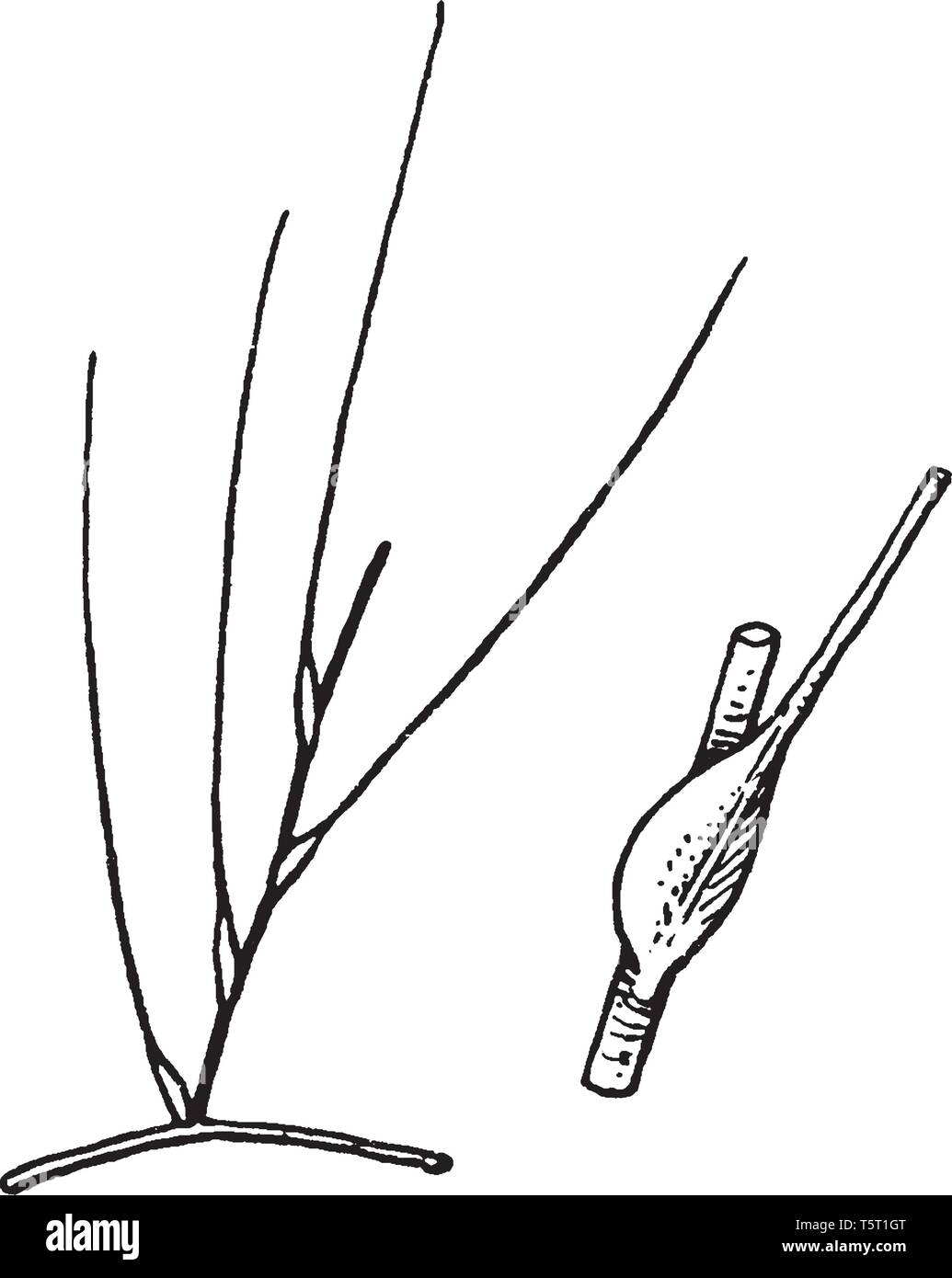 Long pointy leaf Stock Vector Images - Alamy