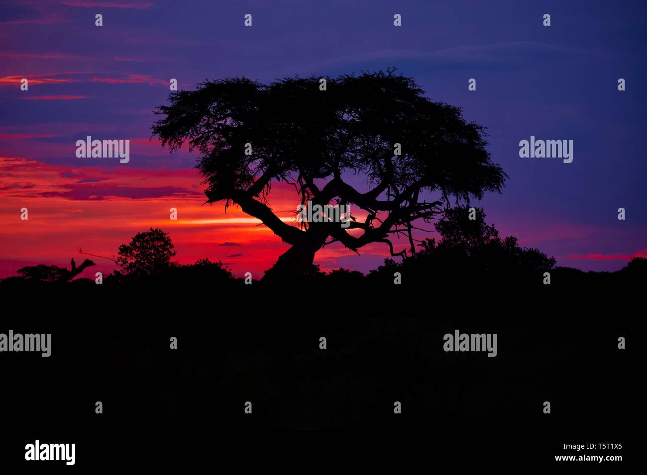 Botswana sunset hi-res stock photography and images - Alamy