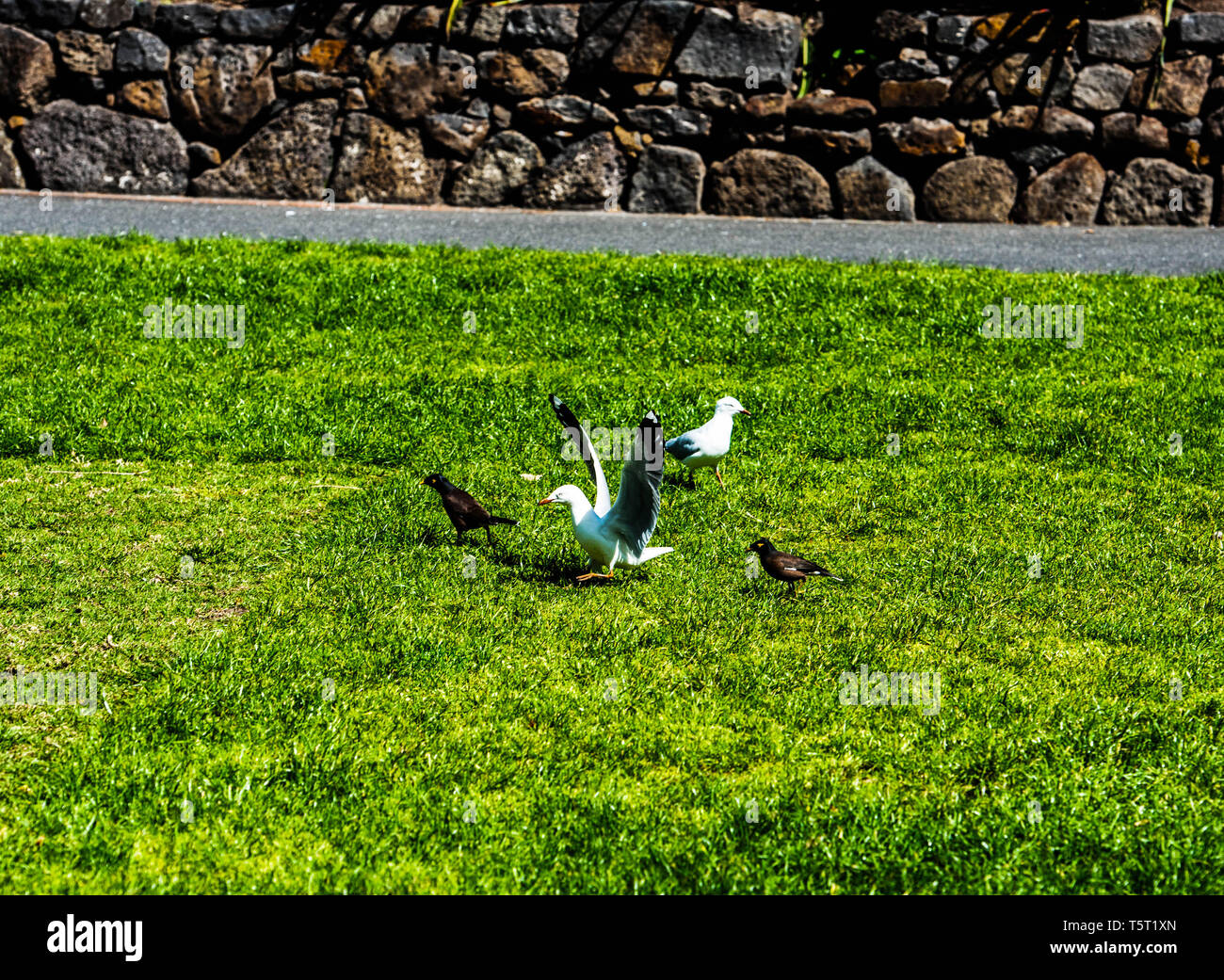 Birds myna hi-res stock photography and images - Alamy