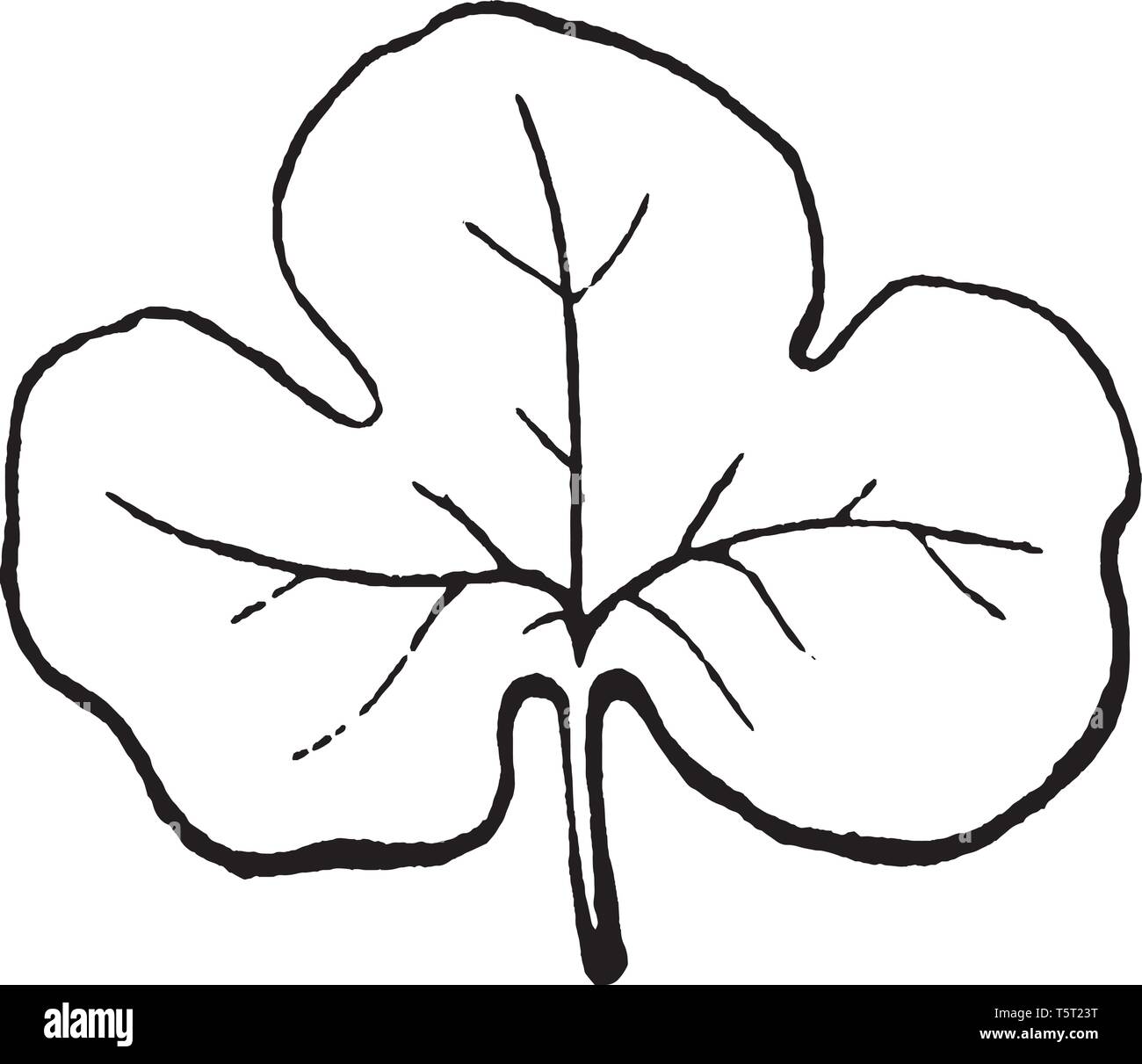 A picture shows parted leaf, this is an example of a pinnately parted ...