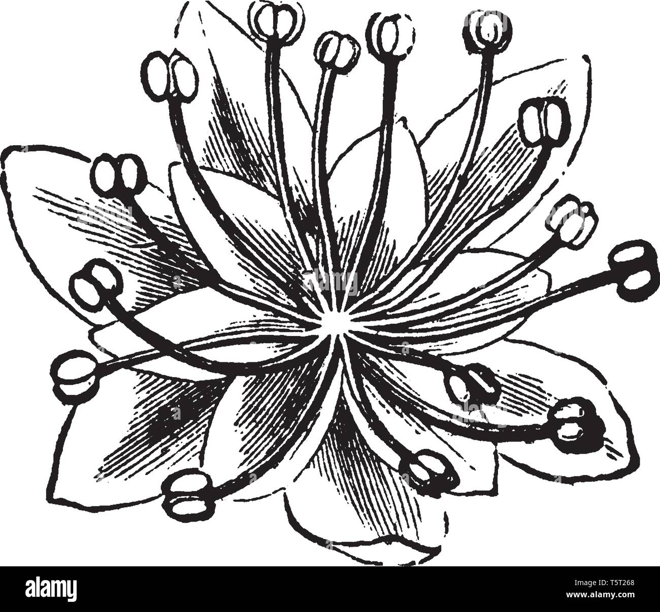 Stamen and stigma Stock Vector Images - Alamy