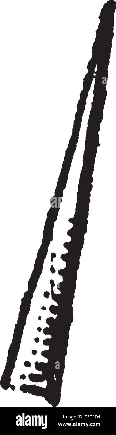 Awl Leaf High Resolution Stock Photography and Images - Alamy