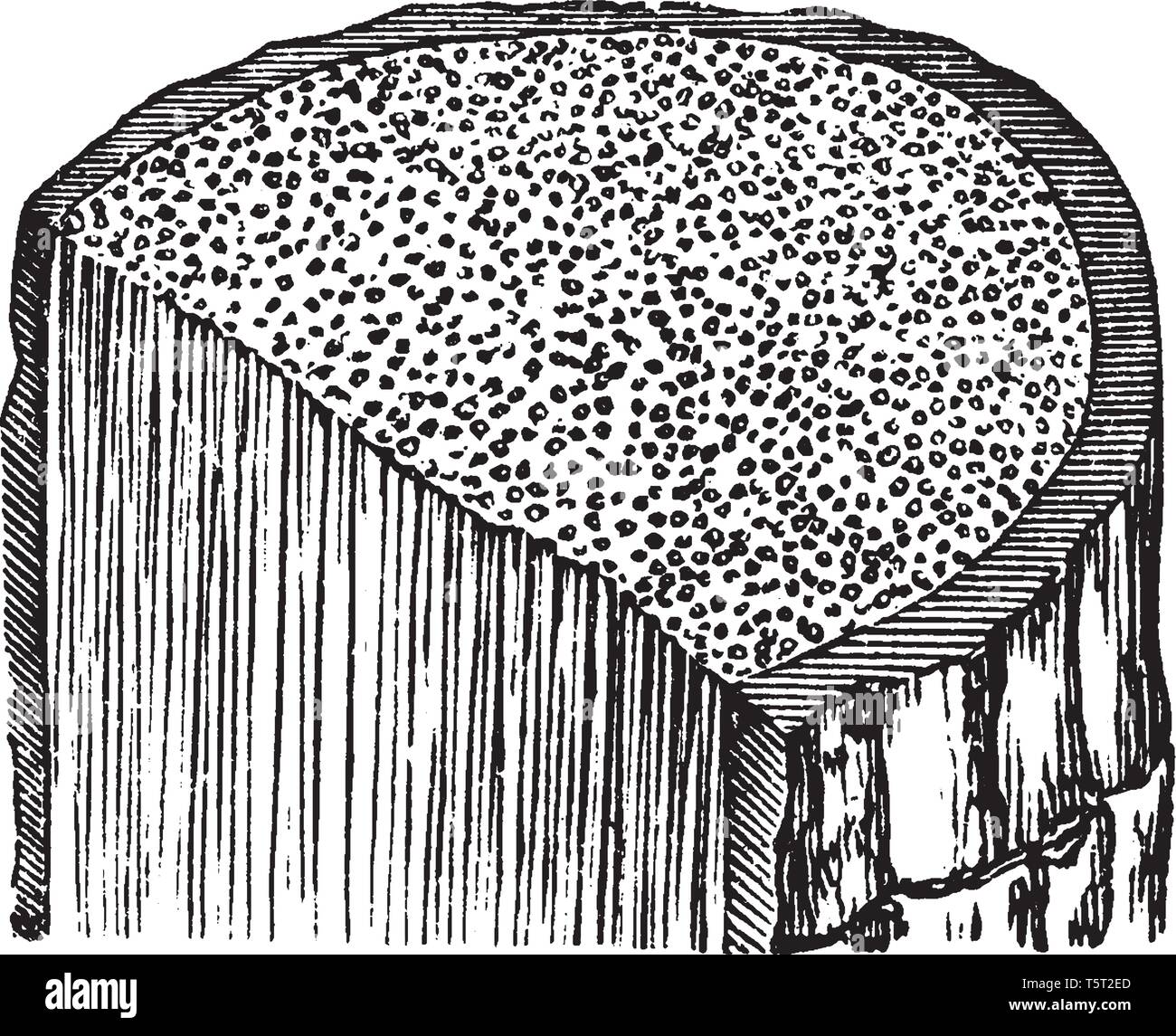 A picture showing a stem of the palm in the cross section and ...