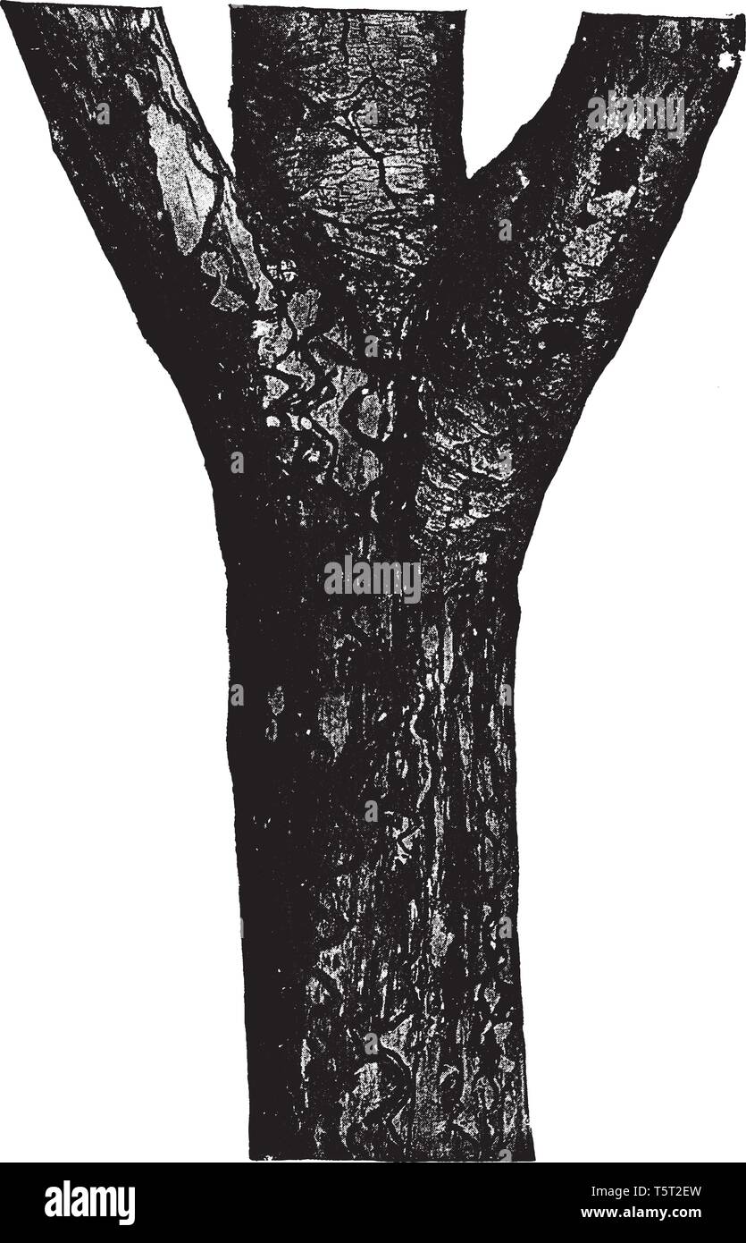 This is a large stem of pear tree containing three branches, vintage ...