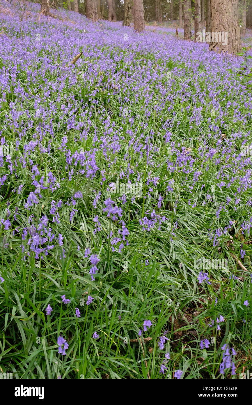 Beautiful bluebell display hi-res stock photography and images - Alamy