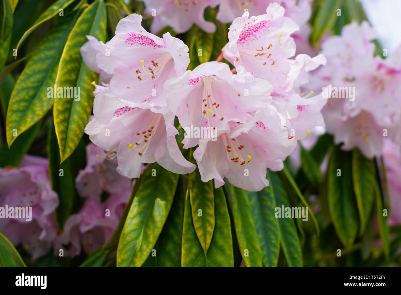 Pink rhododendron flowers growing on a shrub in the spring Stock Photo ...