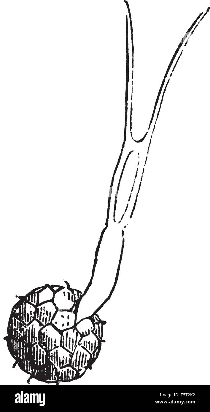 An image of tilletia. This is a secondary conjugating spore, vintage ...