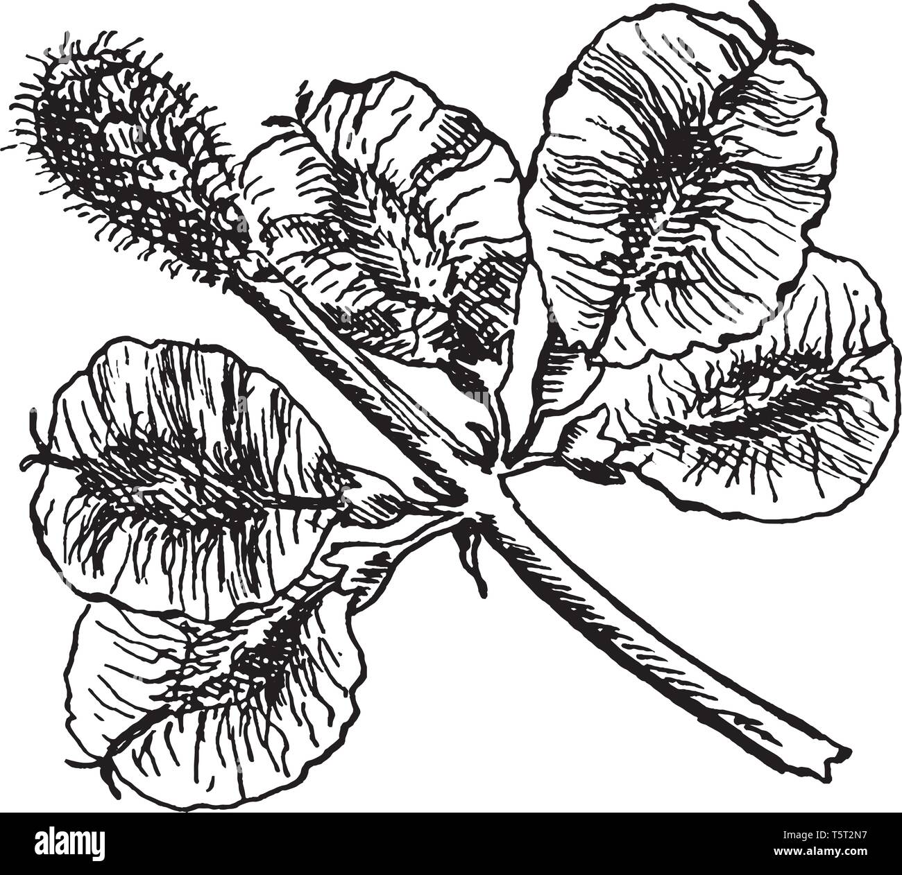 A picture showing the fruits or samara of Slippery Elm which is also ...