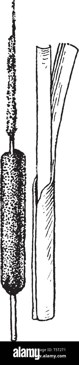 The image shows Typha plant. Typha is a genus of about 30 species of ...