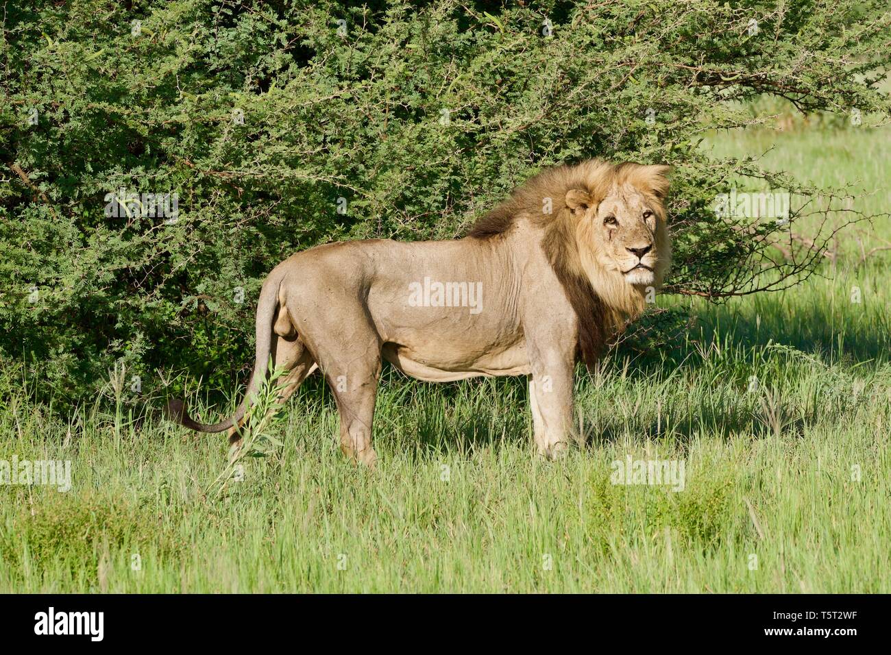 Scar lion king hi-res stock photography and images - Alamy