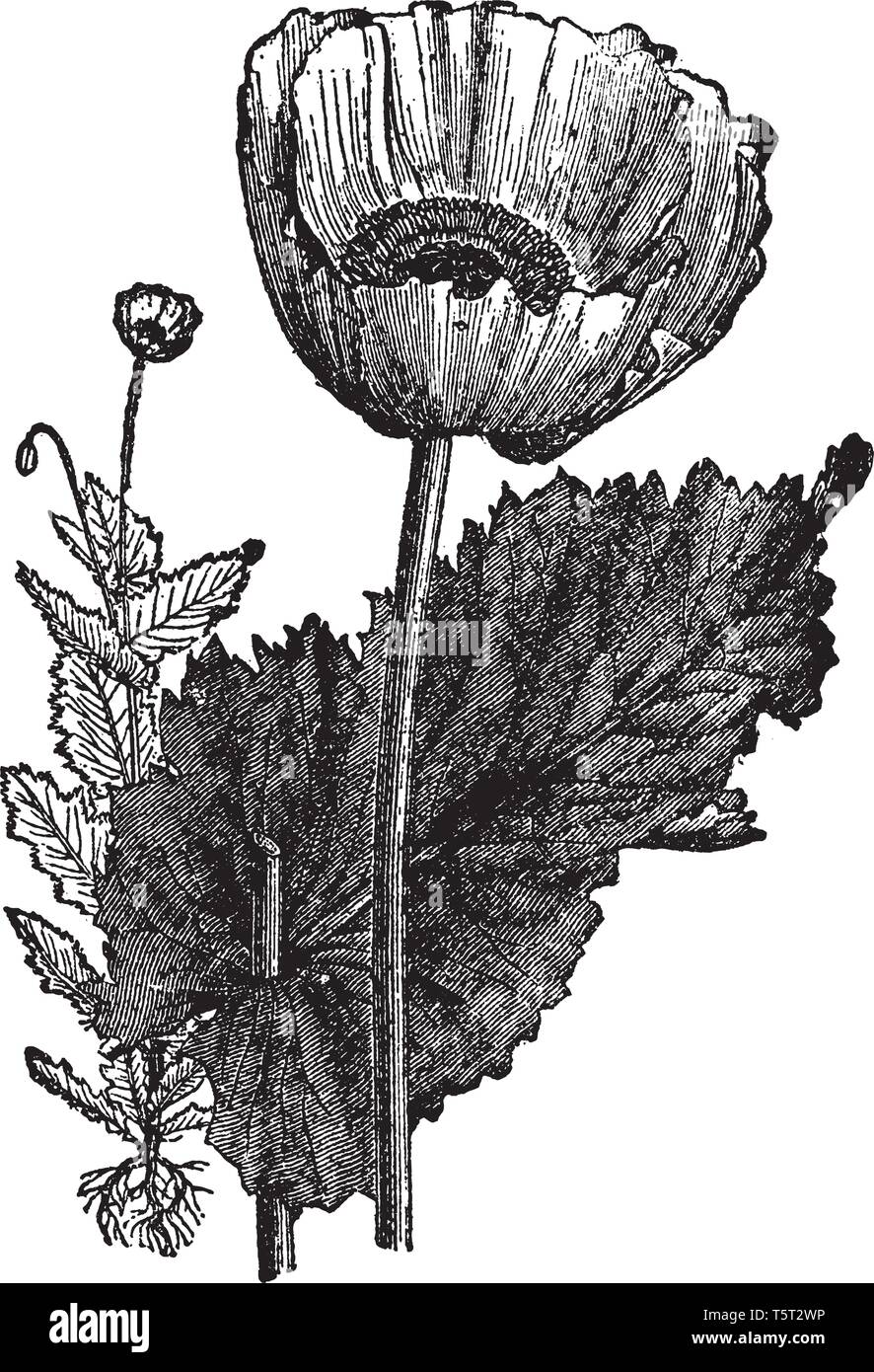 Poppy red flowers Stock Vector Images - Alamy