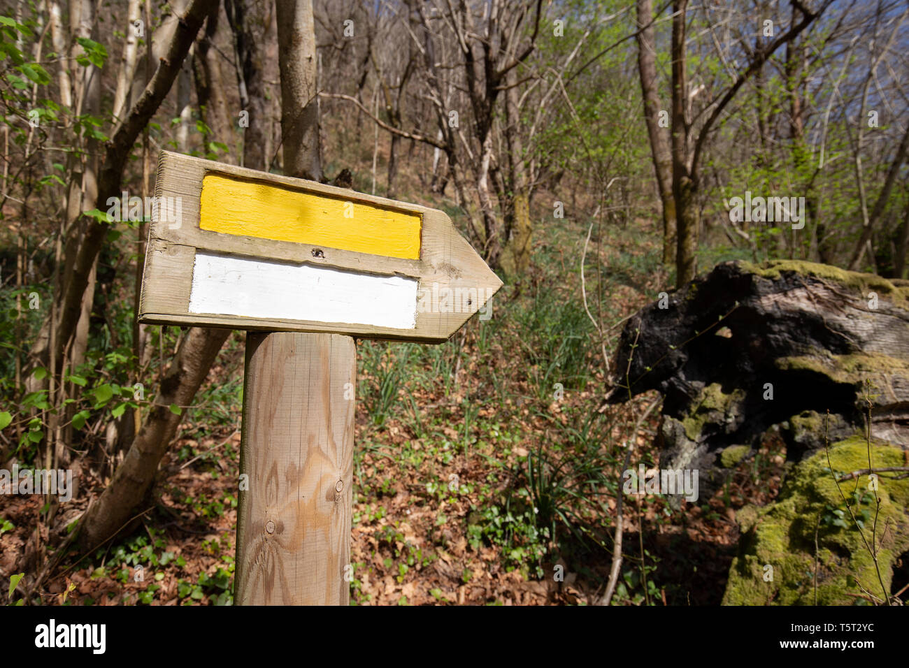 Path wooden sign in the forest Stock Photo - Alamy