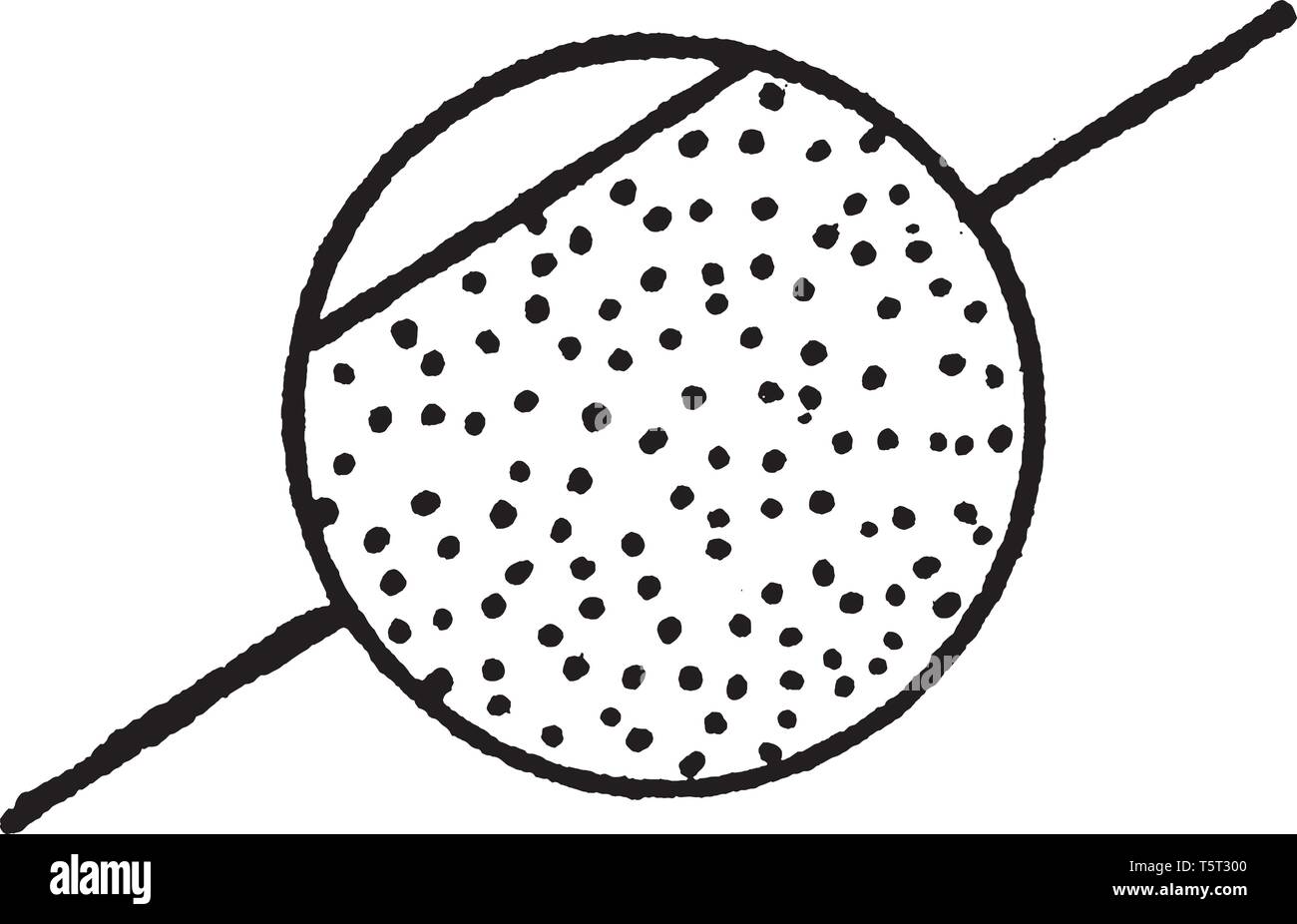 A picture of Punctate which is small dots, which can mostly be seen ...
