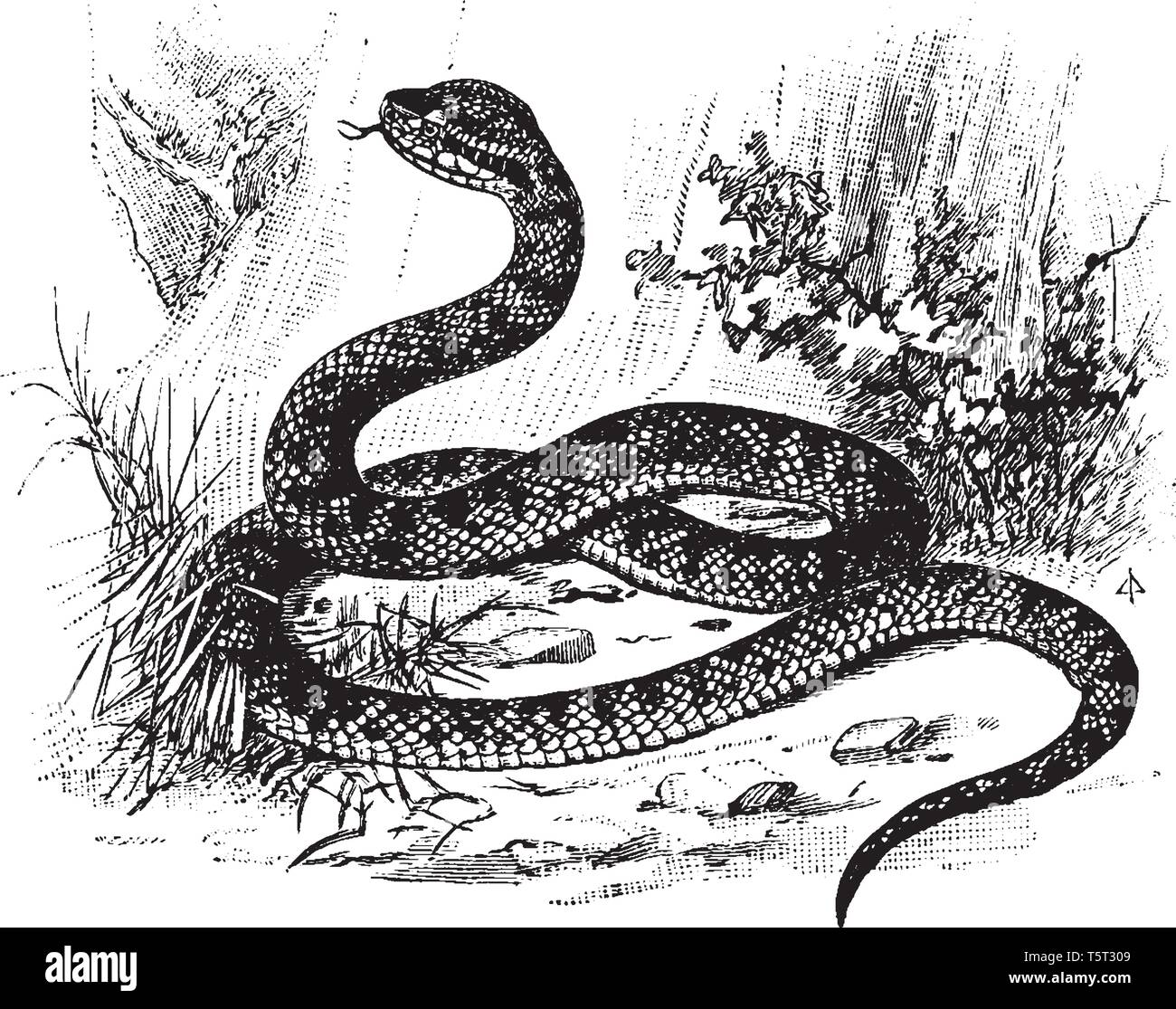 Most venomous snake Stock Vector Images - Alamy