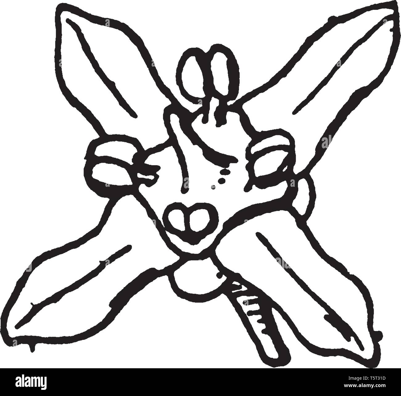 A picture showing the Flower of Spindle Tree which is also known as ...