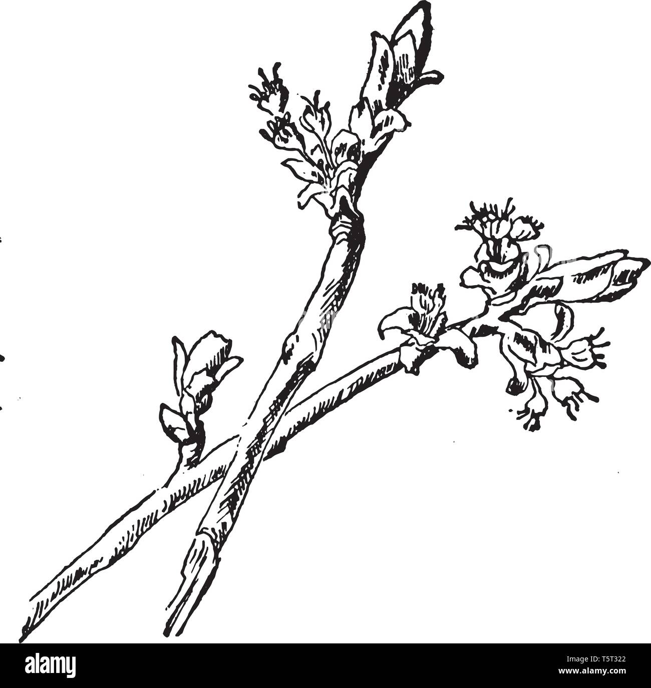 Silver maple acer saccharinum Stock Vector Images - Alamy