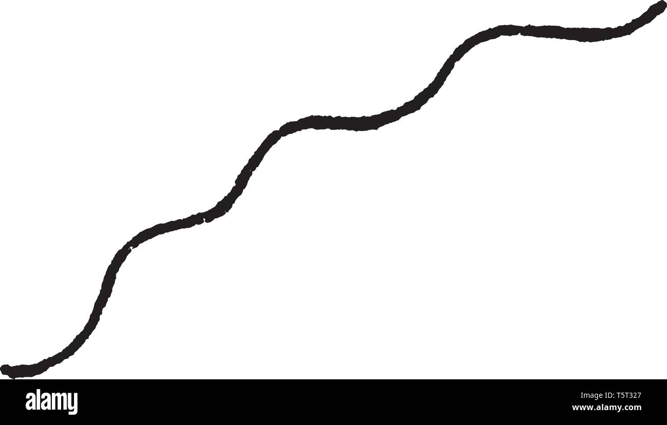 Picture of plants name undulate showing a zigzag line, vintage line ...