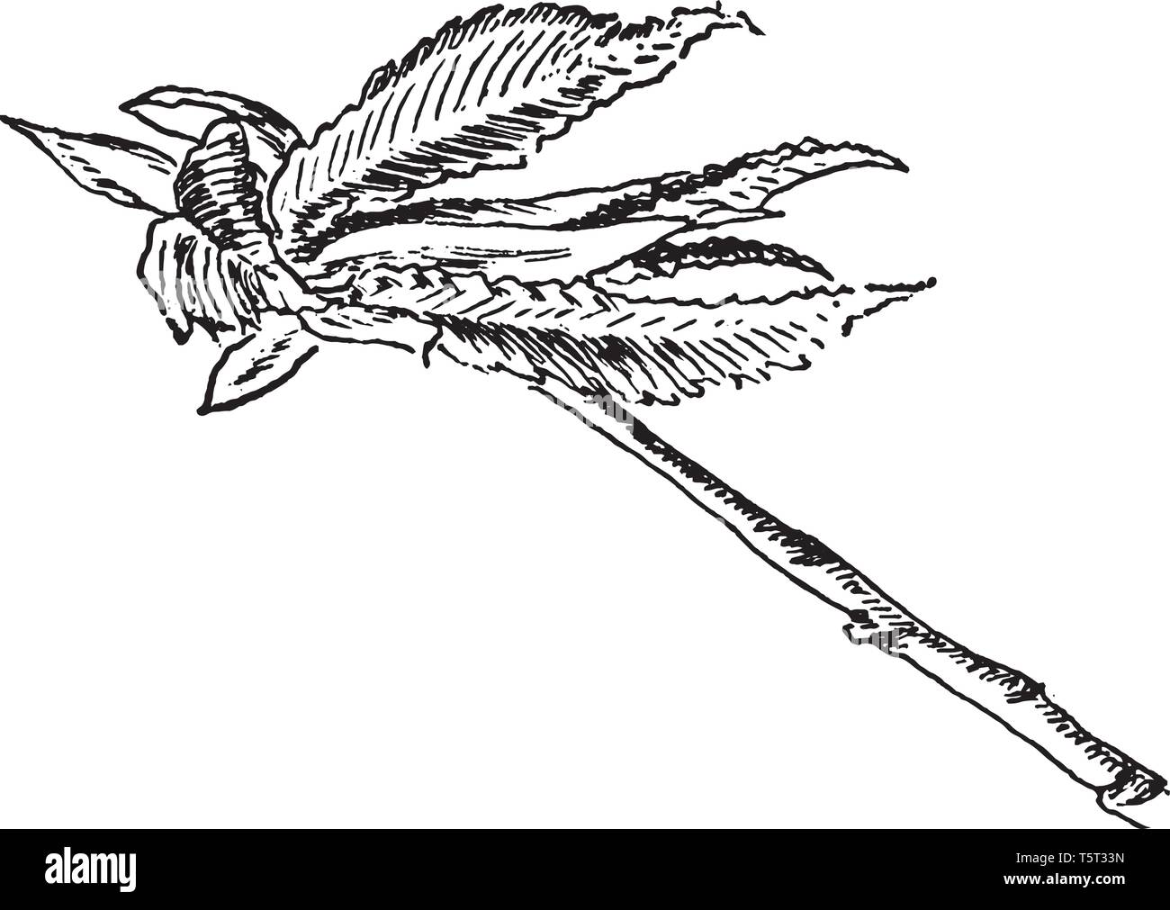 The leaf is ovate-round, highly asymmetric called as white elm leaf ...