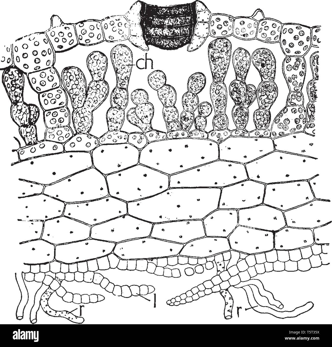 Soil clay soils Stock Vector Images - Alamy