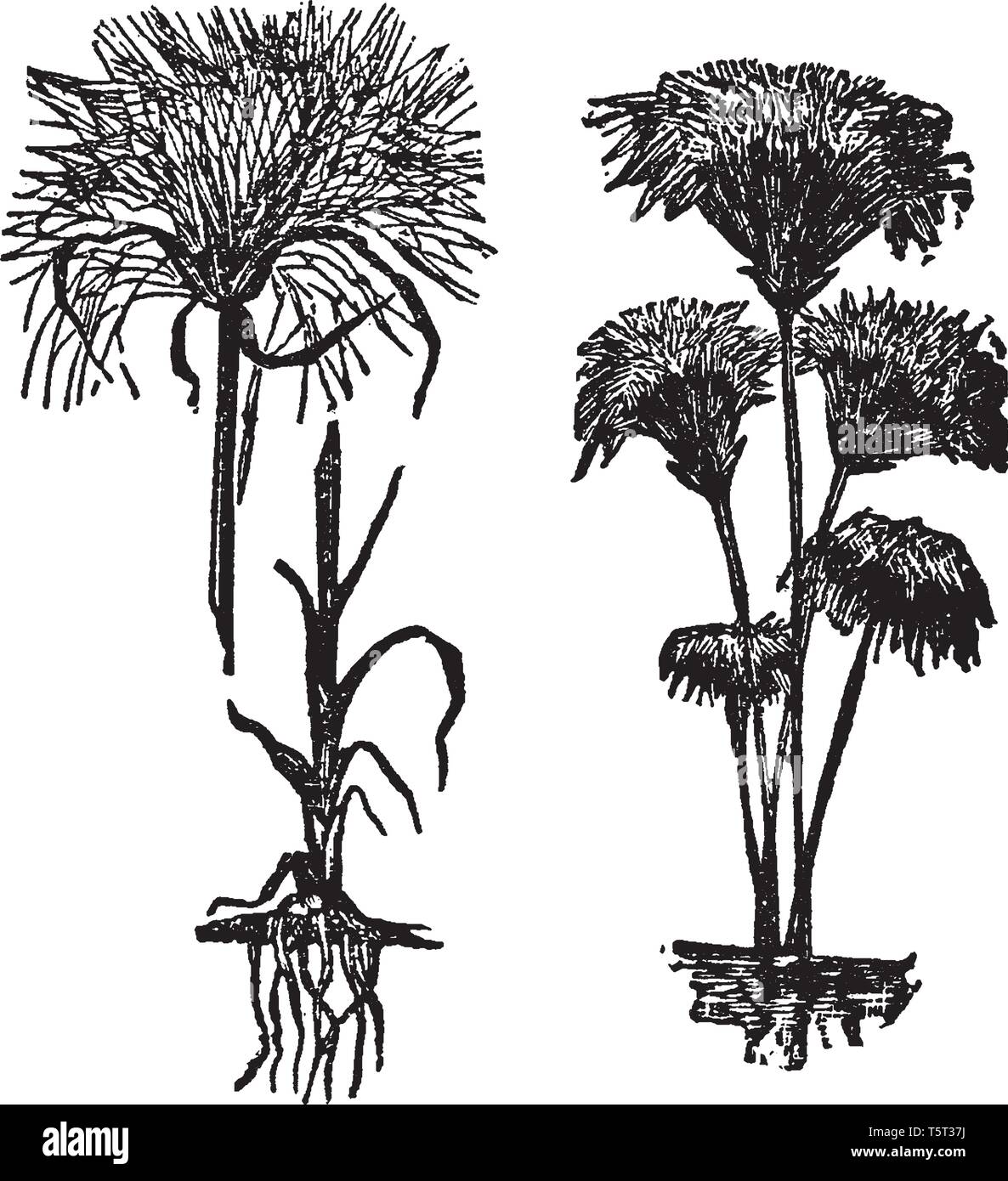 A picture showing a papyrus. The stem is long. The upper part of plant ...