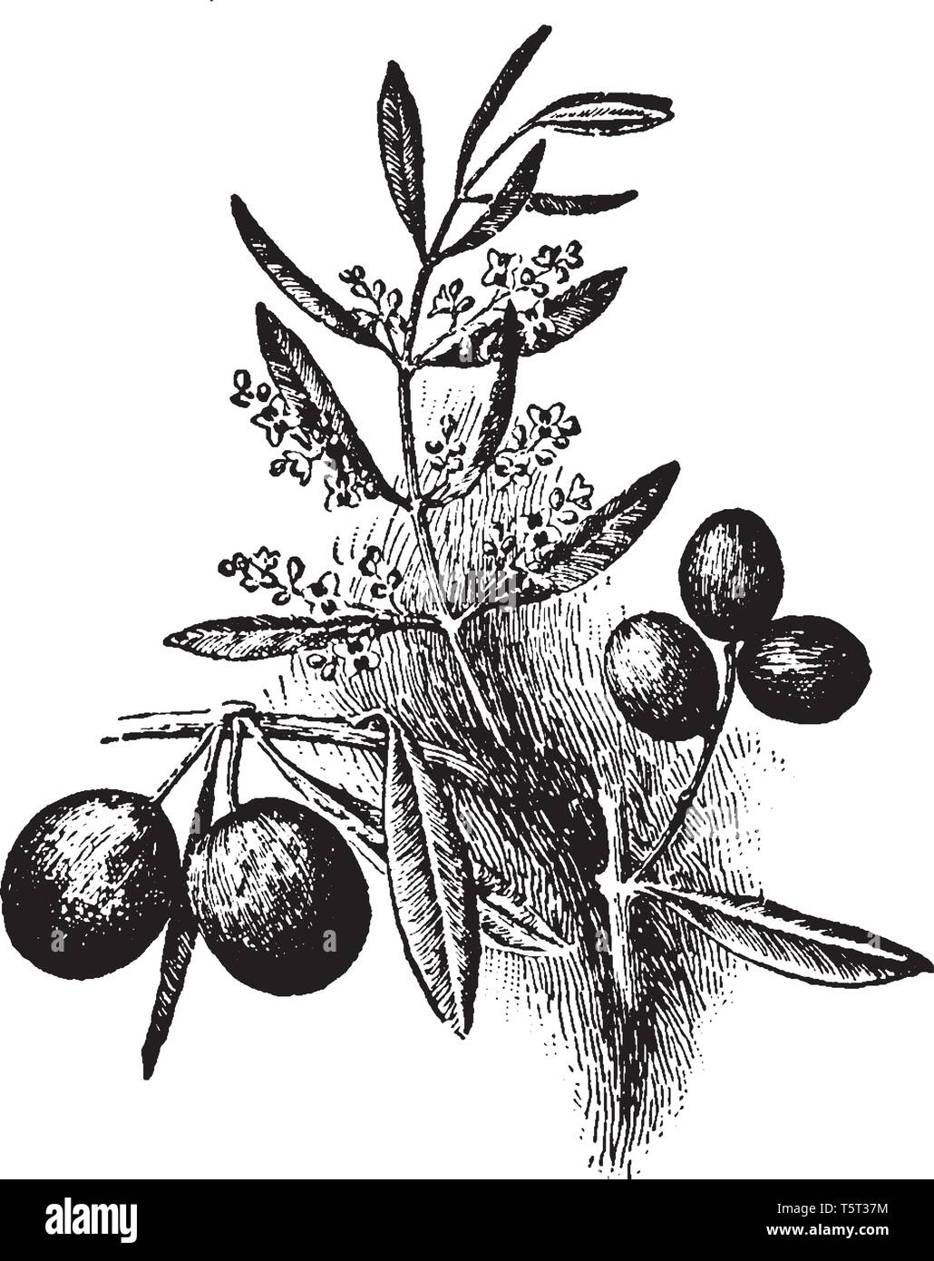 This picture is of an olive tree which is cultivated for the Oil ...