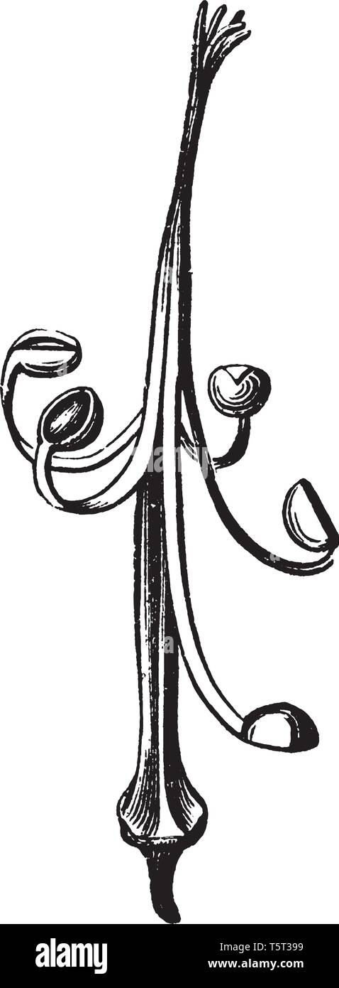This picture is showing a pistil. It is a thin and long. The anther ...