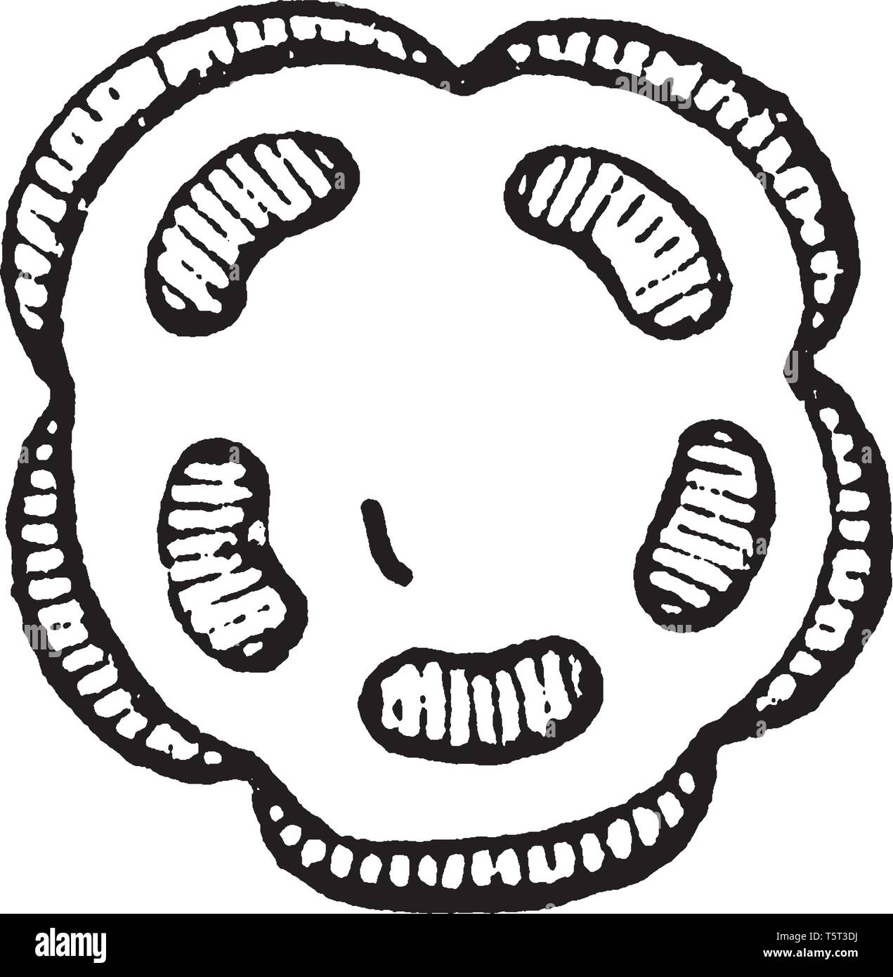 A picture of a male Oak flower. In spring both male and female flowers ...