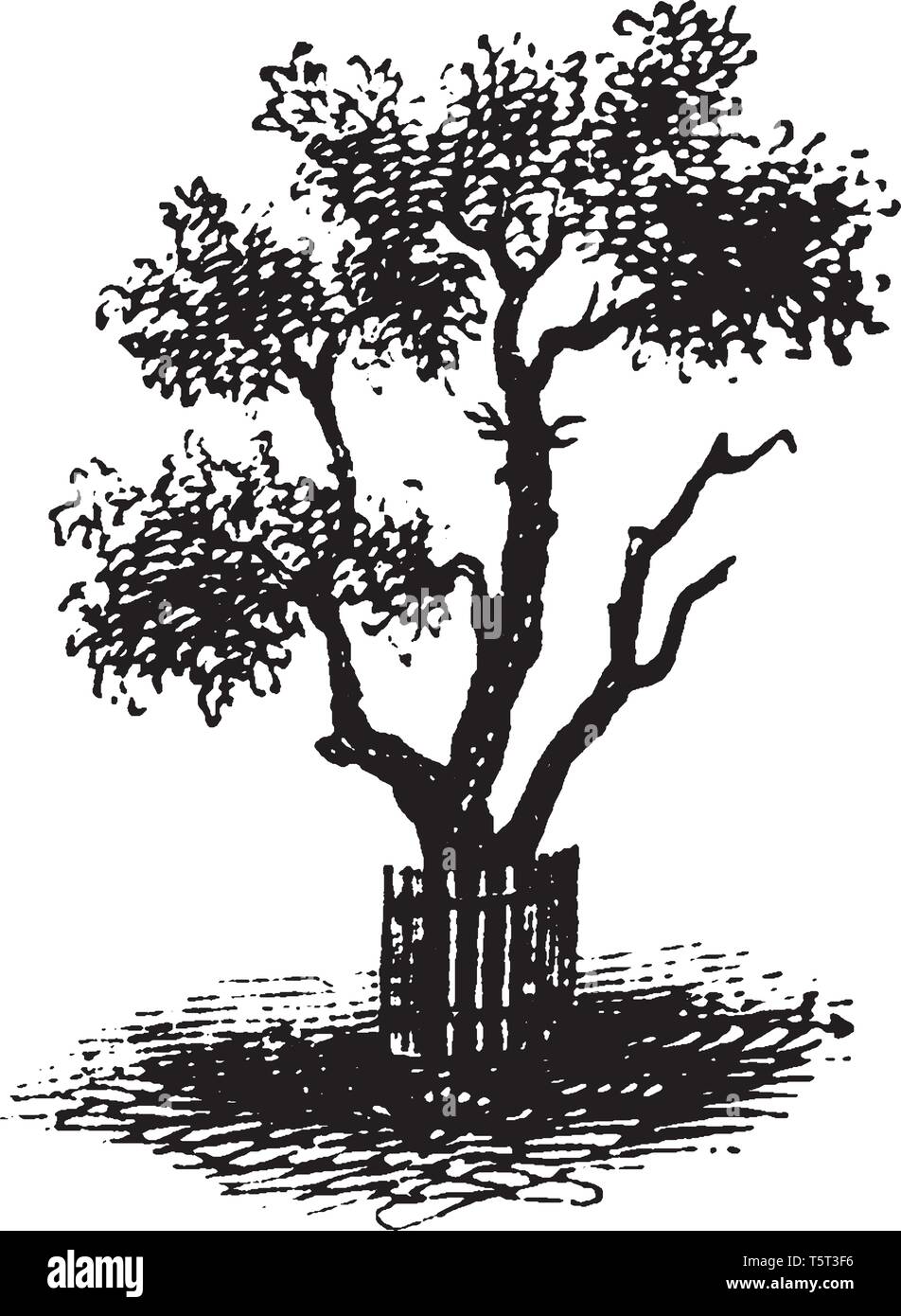 This is a pear tree appear to be dying, vintage line drawing or ...