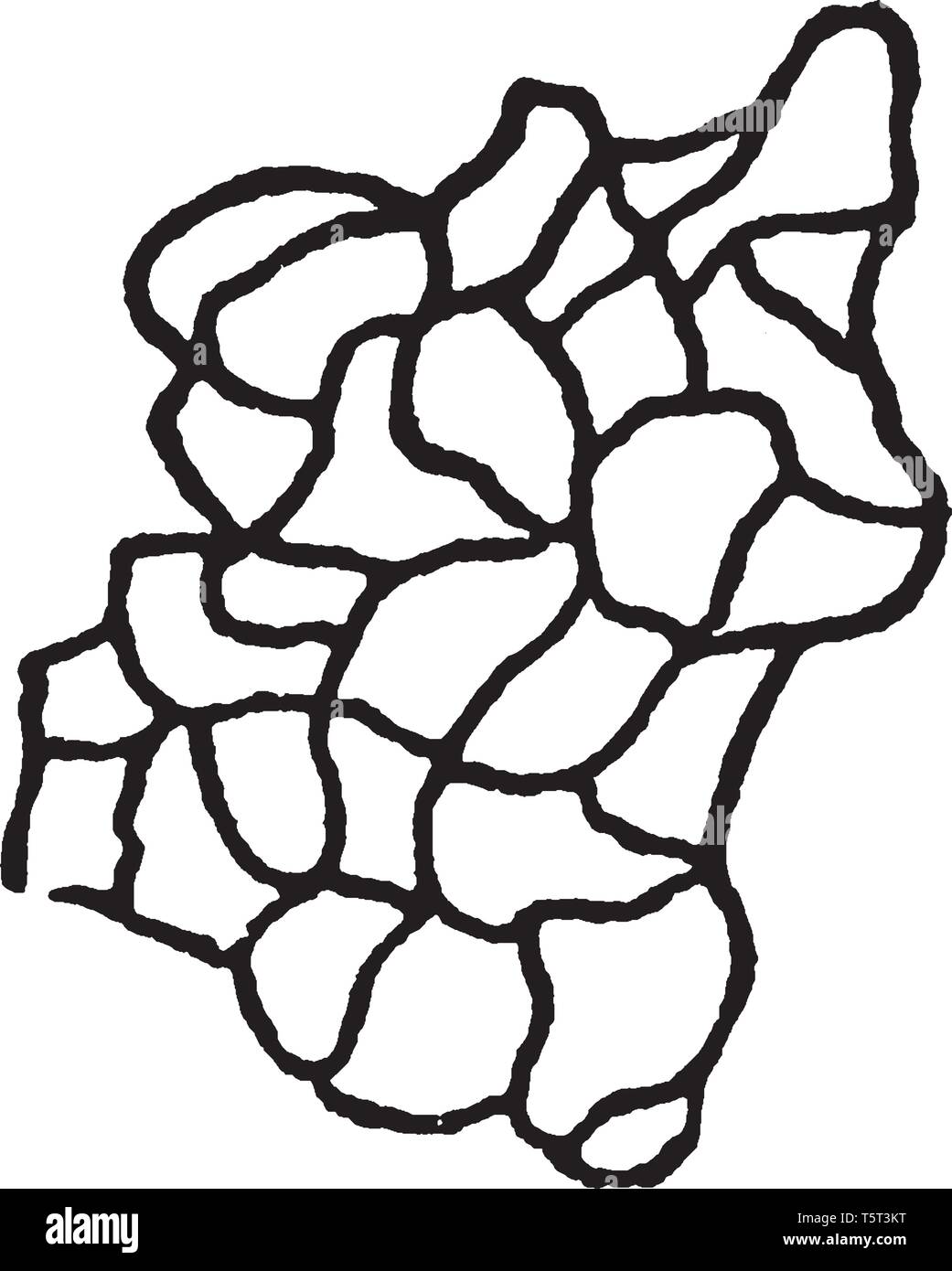 A picture of Reticulate with a network like surface, vintage line ...