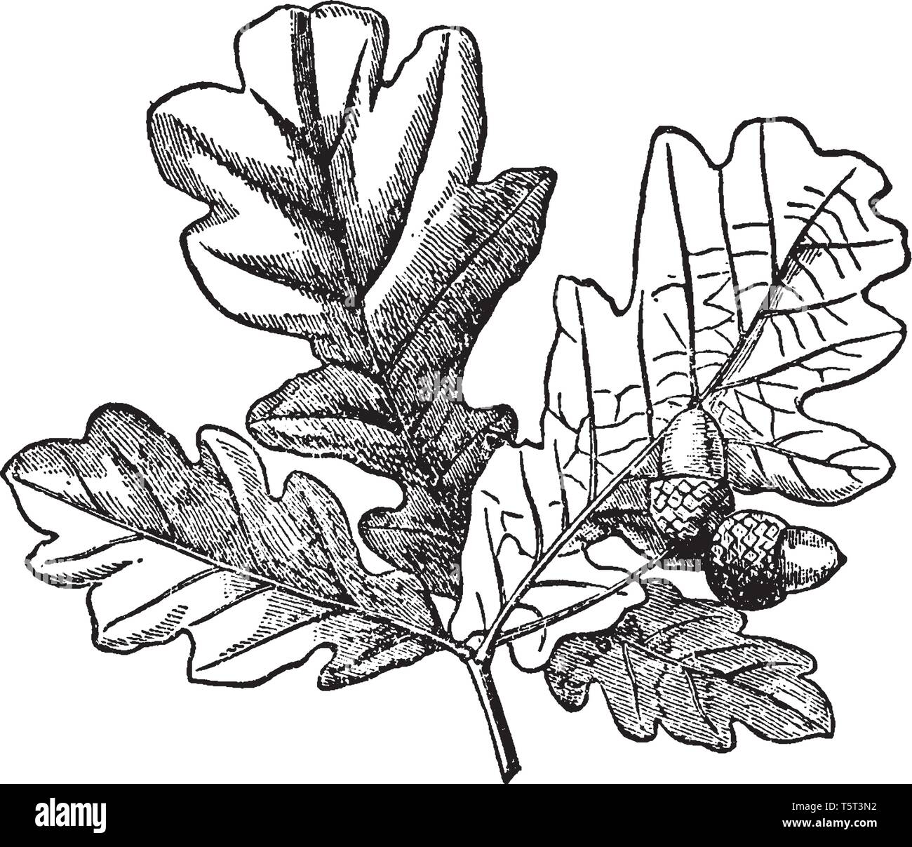 A picture of a leaf of an Oak tree with two acorns produced on it ...