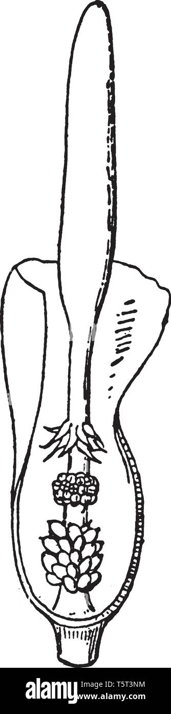 Spadix Black and White Stock Photos & Images - Alamy